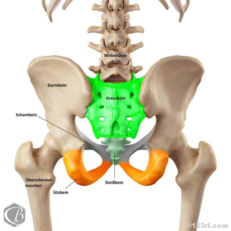 Der Beckenboden - ein unterschätztes muskuläres Netzwerk | Fitness e!Motion